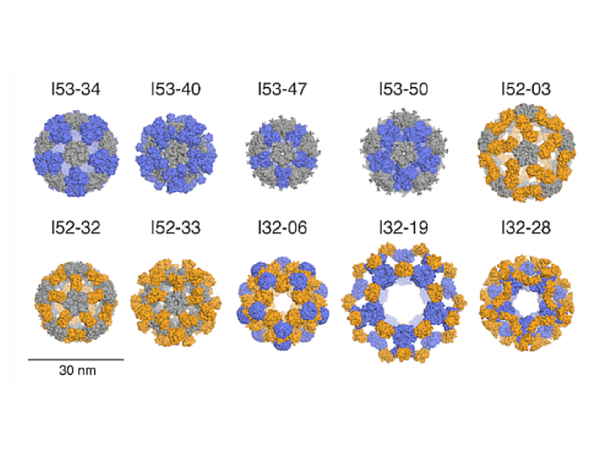 Hess Lab | Janelia Research Campus