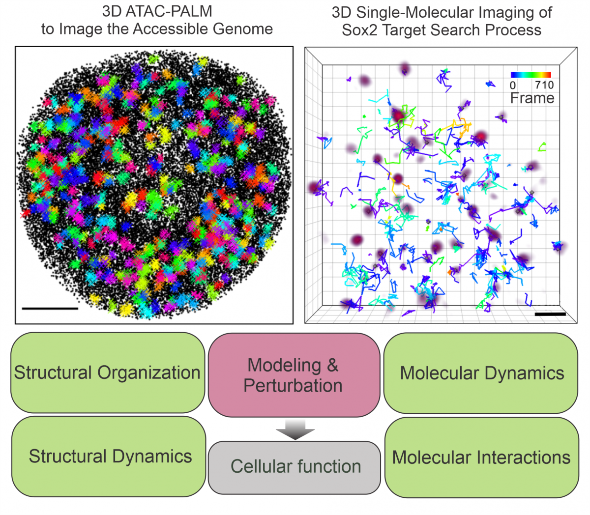 Research | Janelia Research Campus