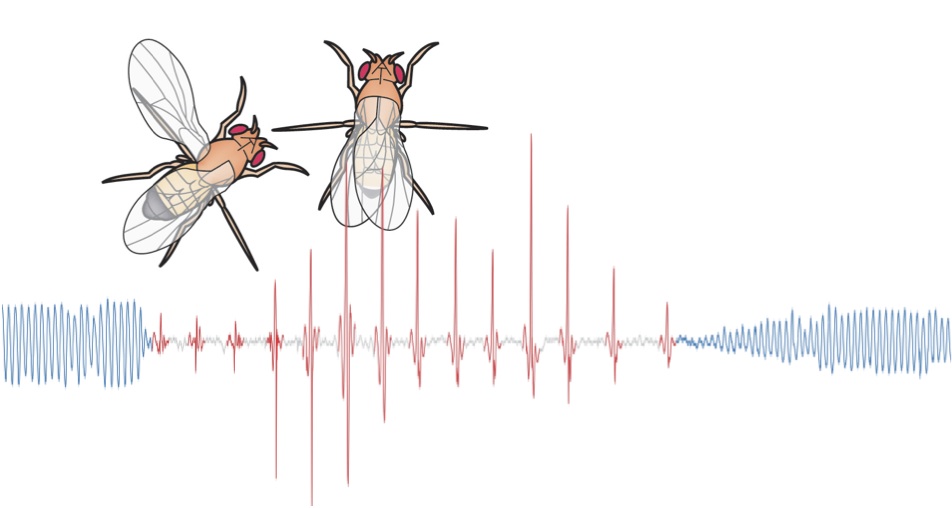 Fly Song Recorder | Janelia Research Campus