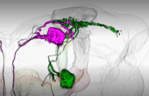 Researchers identify neurons that guide flies upwind | Janelia Research ...