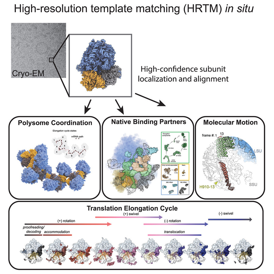 New ‘molecular flipbook’ gives researchers the best look yet at ...