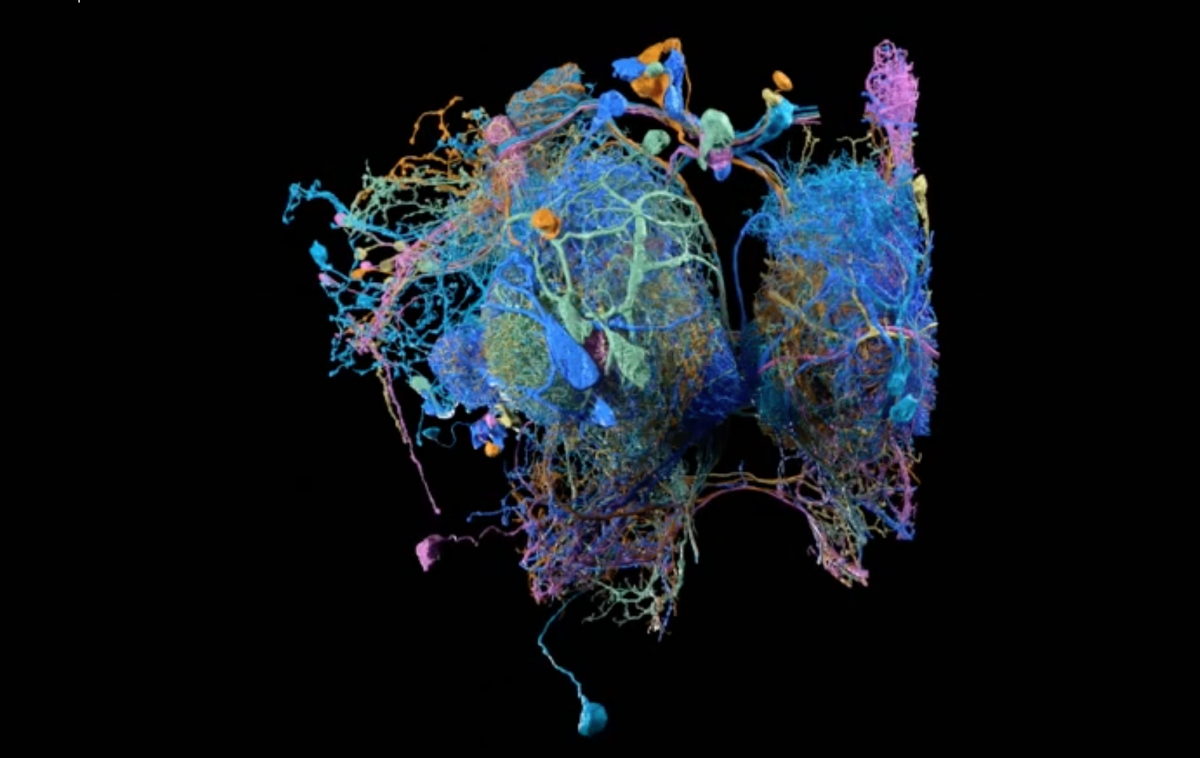 From muscle to memory: new research uses clues from the body to ...