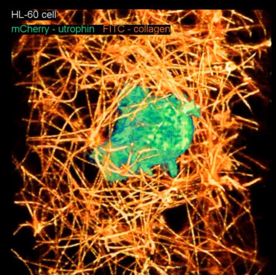 Lattice Light Sheet Microscope | Janelia Research Campus