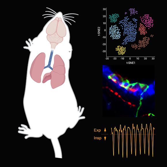 Liu (Yin) Lab | Janelia Research Campus